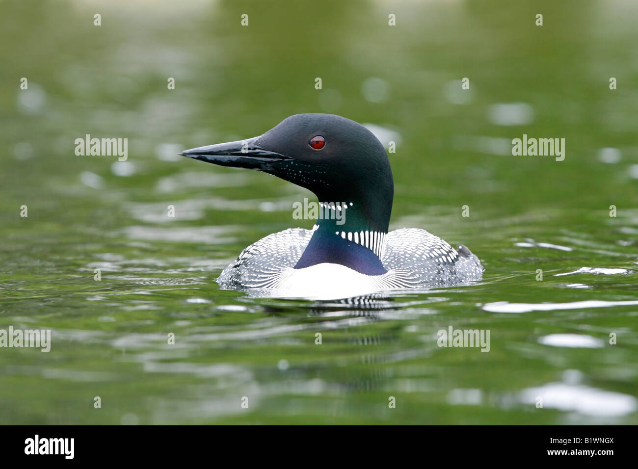 Great north diver loon hi-res stock photography and images - Alamy