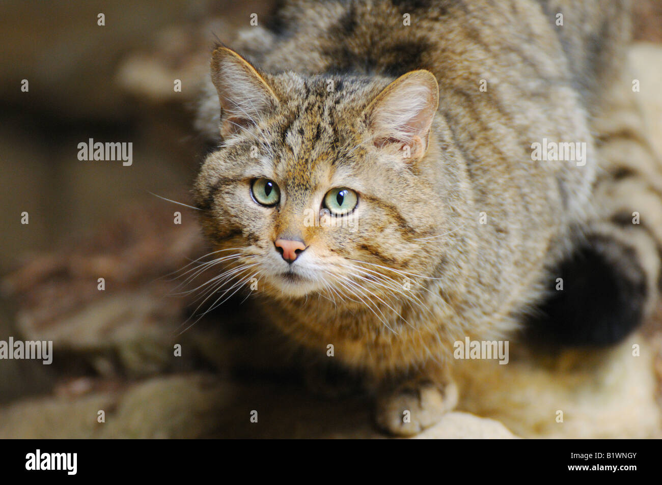 European wildcat / Felis silvestris silvestris Stock Photo - Alamy