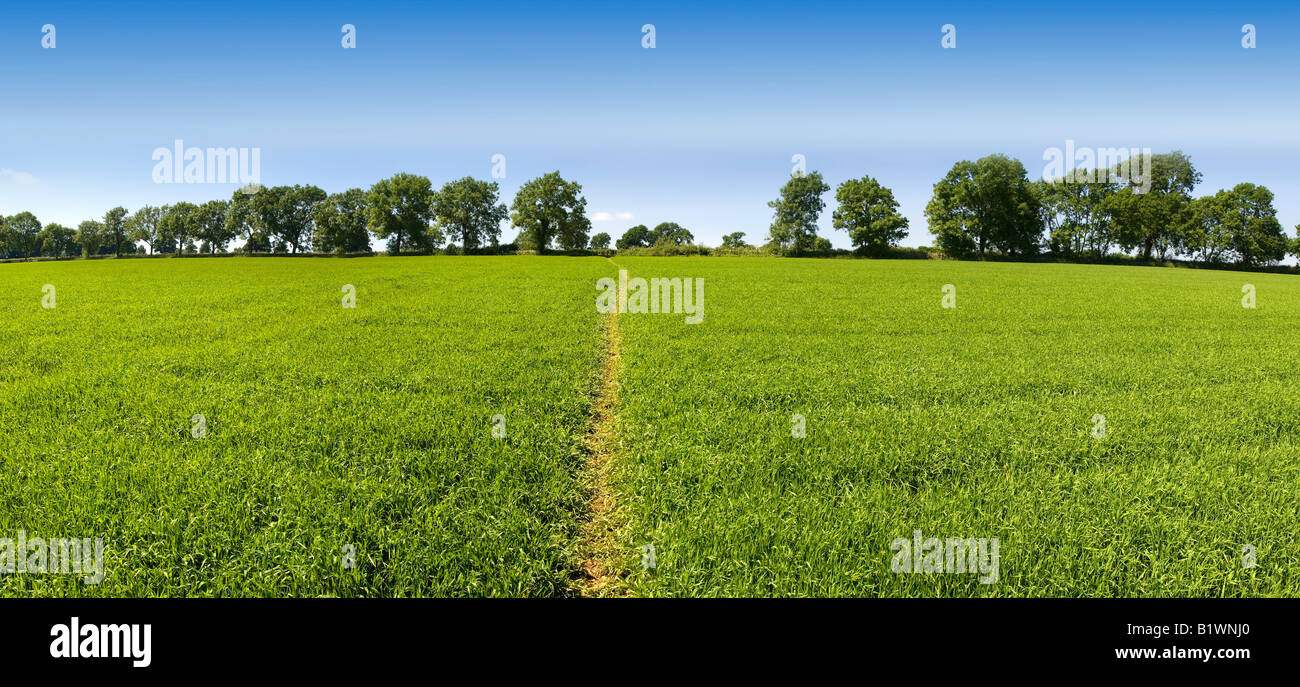 a field of crops Stock Photo - Alamy