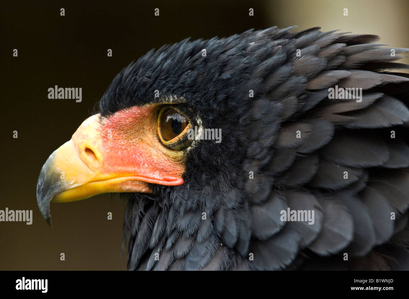 Bataleur eagle hi-res stock photography and images - Alamy