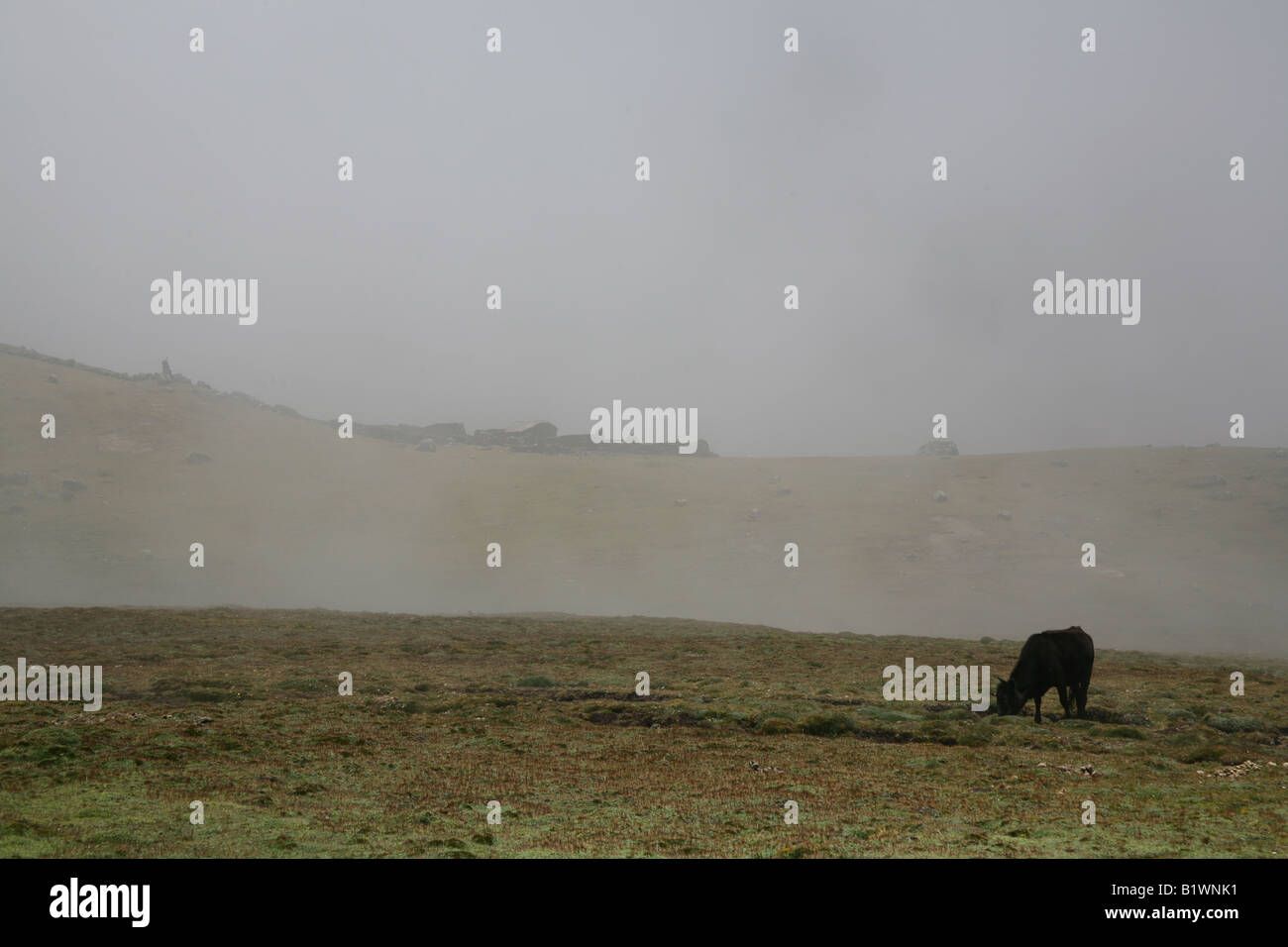Cow feeds in the Cordillera Apolobamba, Bolivia Stock Photo - Alamy