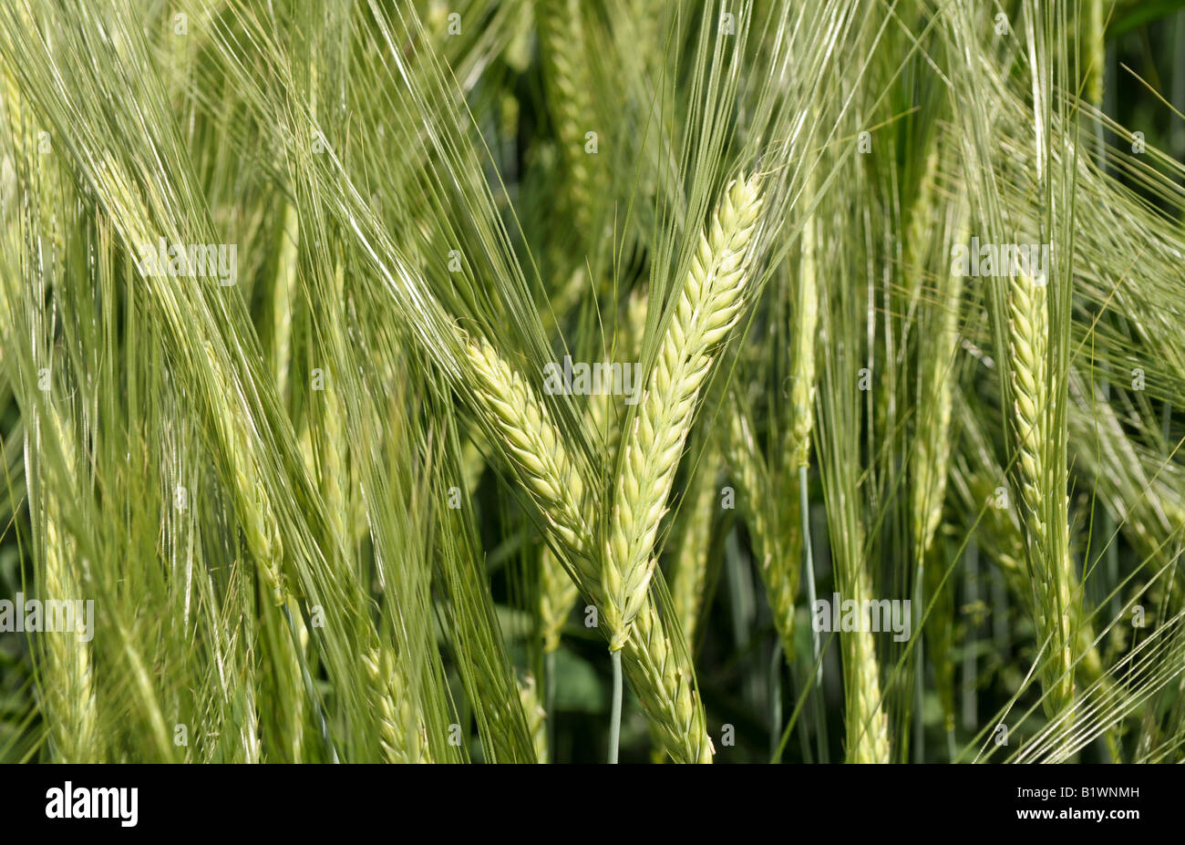 Close-up of ripening barley Stock Photo - Alamy
