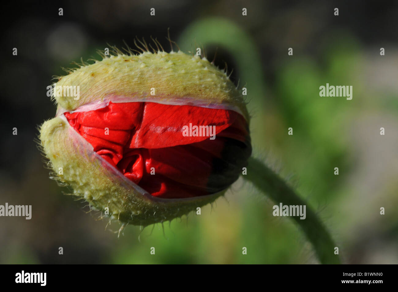 Red corn poppy blossom opening Stock Photo - Alamy