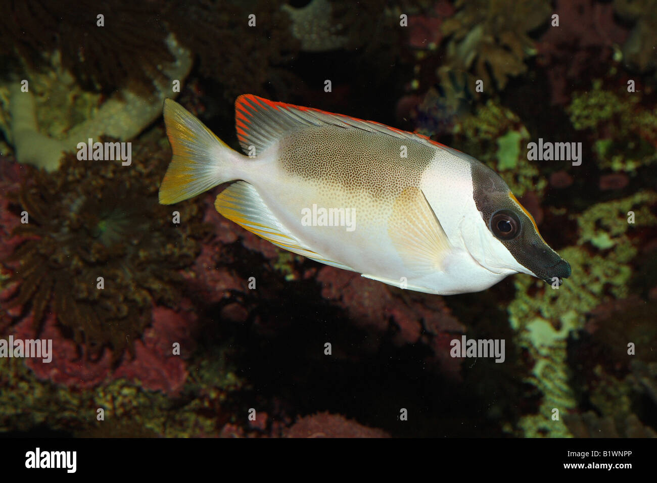 Blotched foxface / Siganus unimaculatus Stock Photo - Alamy