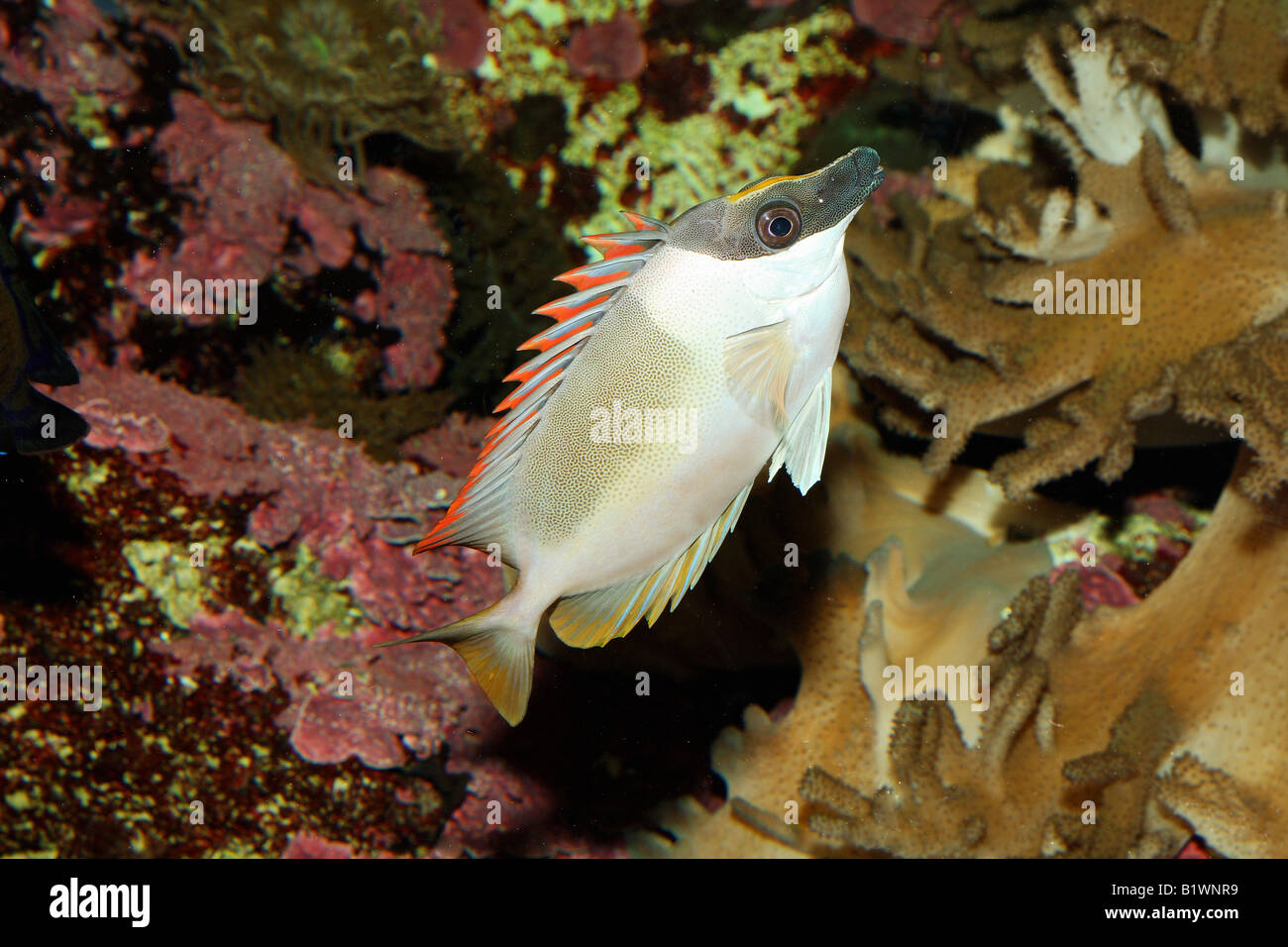 Blotched foxface / Siganus unimaculatus Stock Photo - Alamy