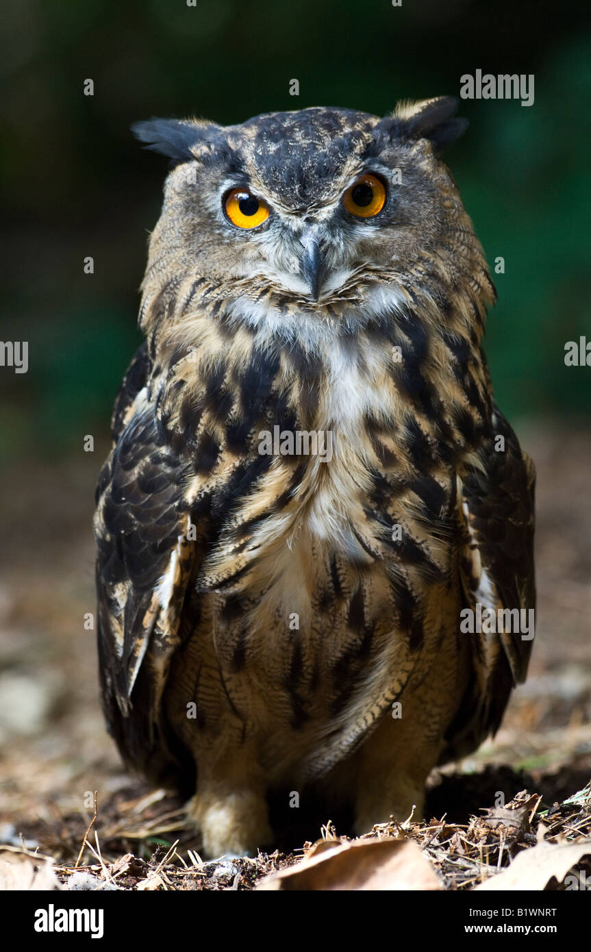 Eurasian Eagle Owl (Bubo bubo Stock Photo - Alamy