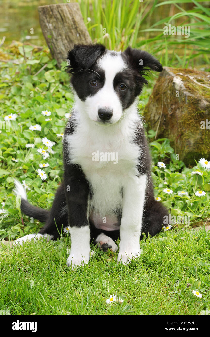 young half breed dog - sitting on meadow Stock Photo - Alamy