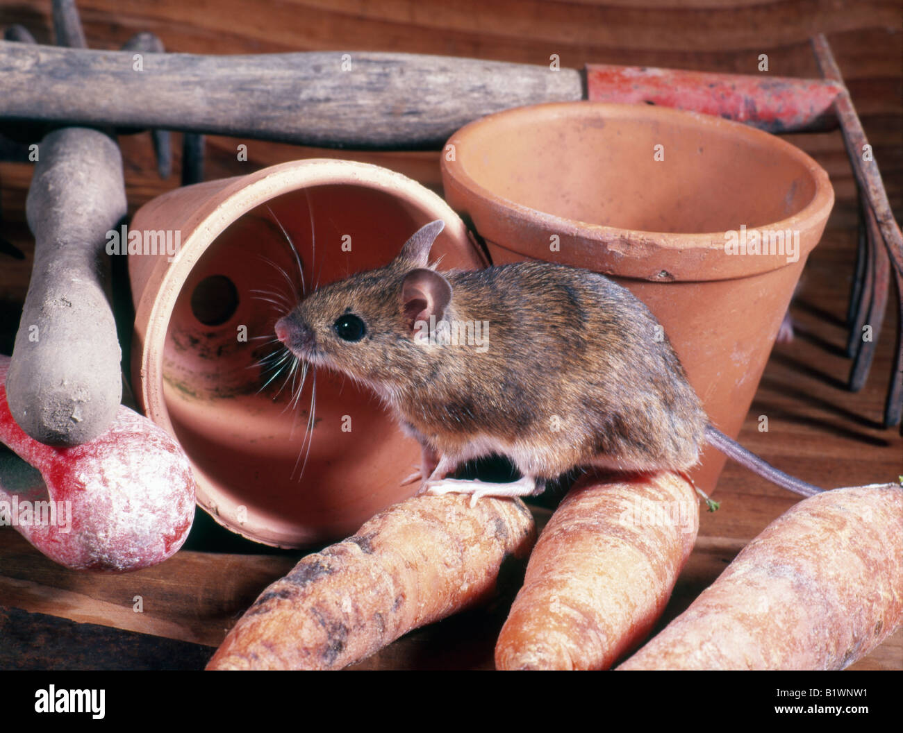 Mulot sylvestre wood mouse apodemus hi-res stock photography and images ...