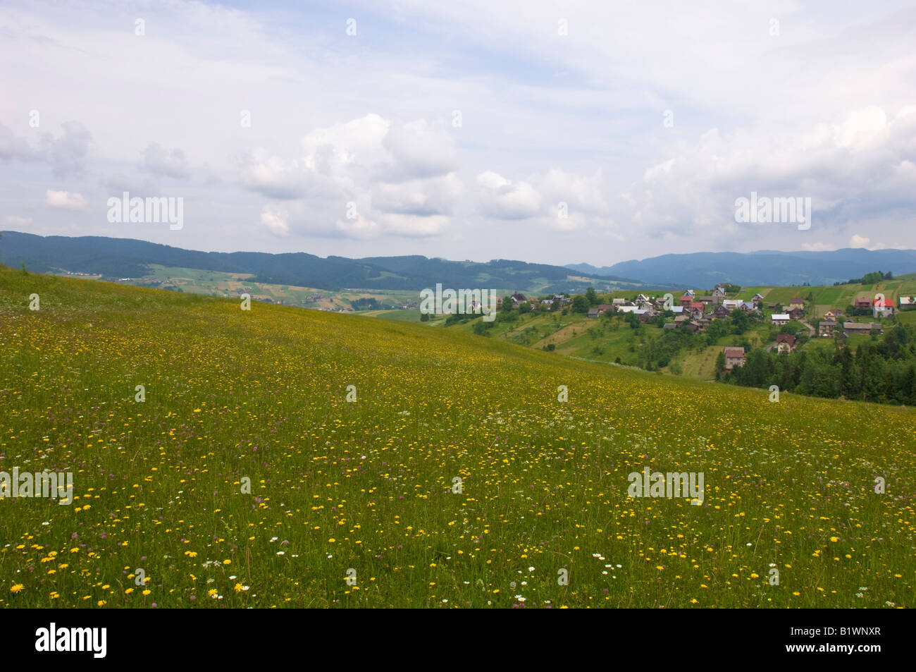 Rural landscape near Haluszowa village Pieniny Podhale region Poland ...