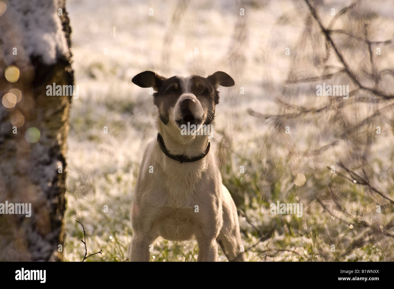 Barking dog hi-res stock photography and images - Alamy