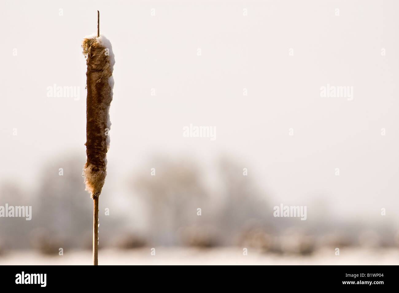 Typha latifolia soil hi-res stock photography and images - Alamy