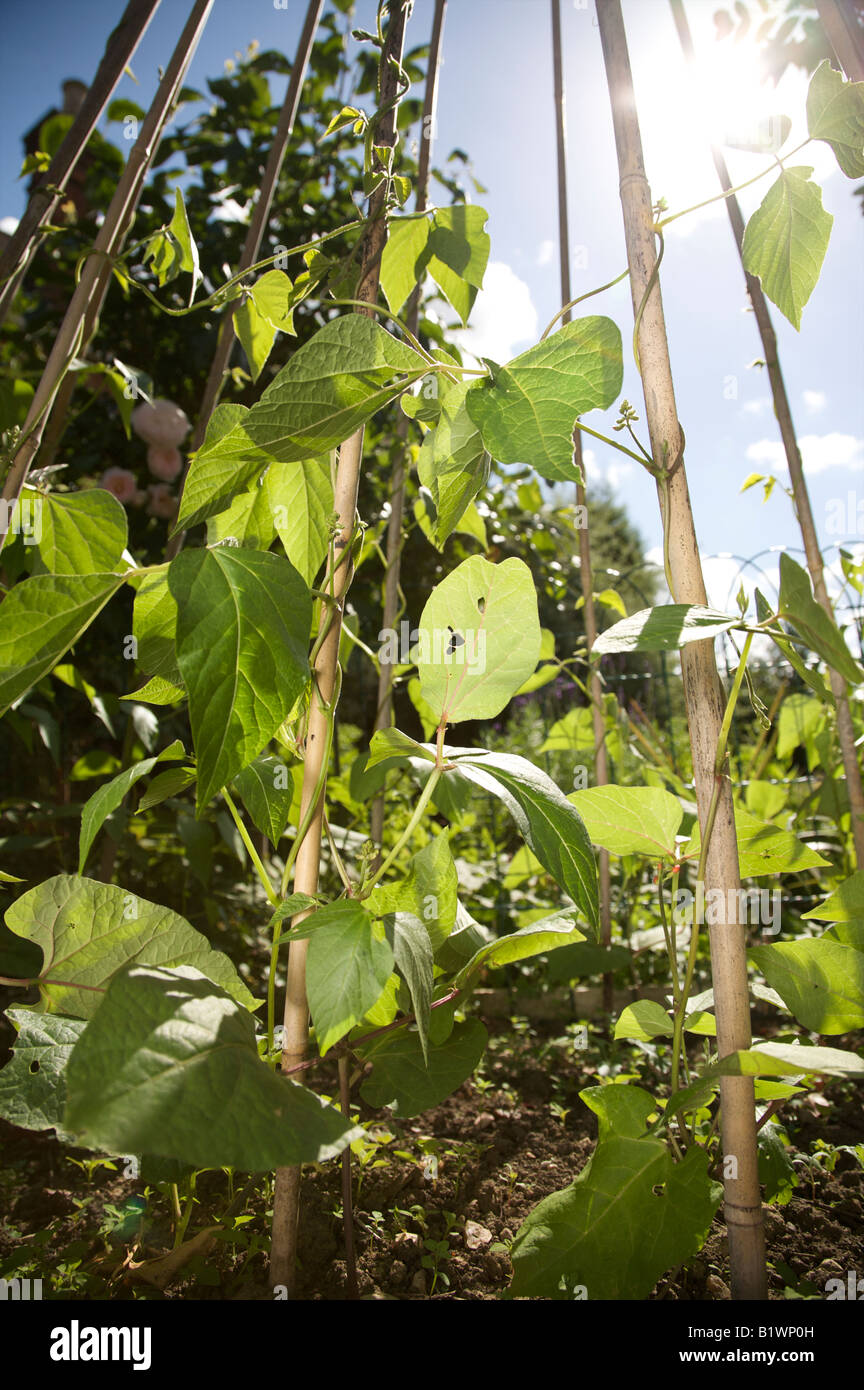 GREEN RUNNER BEANS GROWING IN A SUNNY VEGETABLE GARDEN IN SURREY IN ...