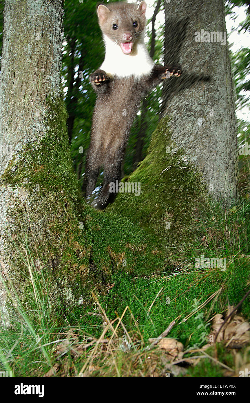 young beech marten - jumping / Martes foina Stock Photo - Alamy
