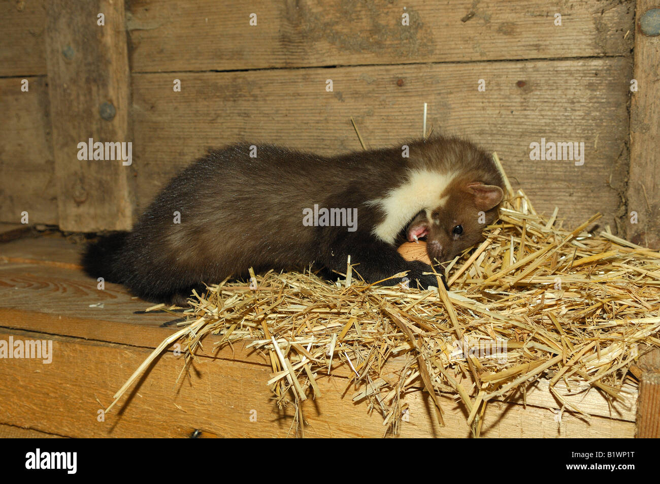 young beech marten - munching an egg / Martes foina Stock Photo - Alamy