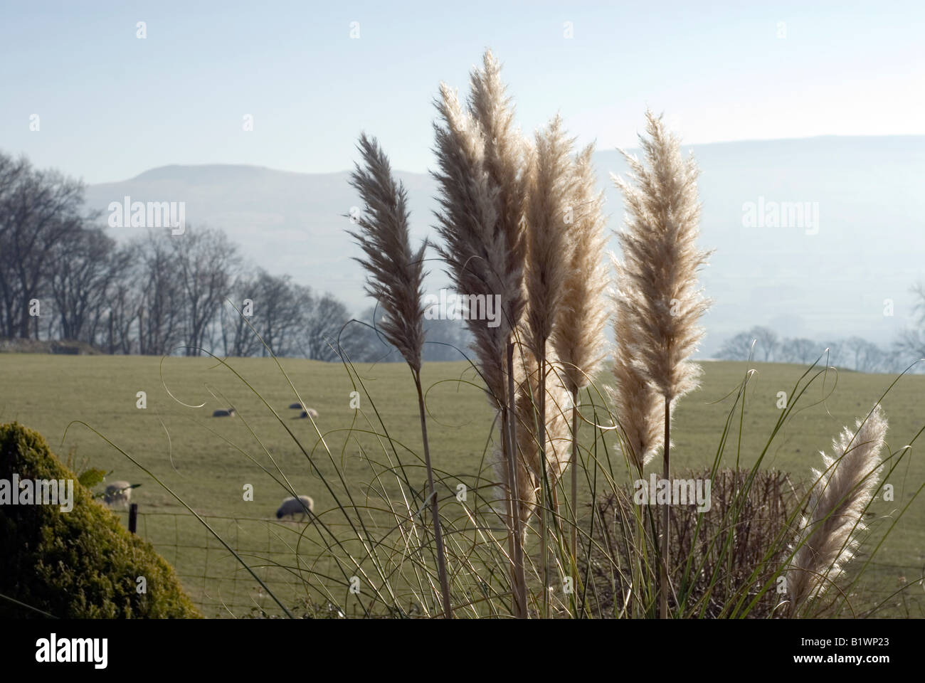 Sheep lambs trees yorkshire hi-res stock photography and images - Alamy
