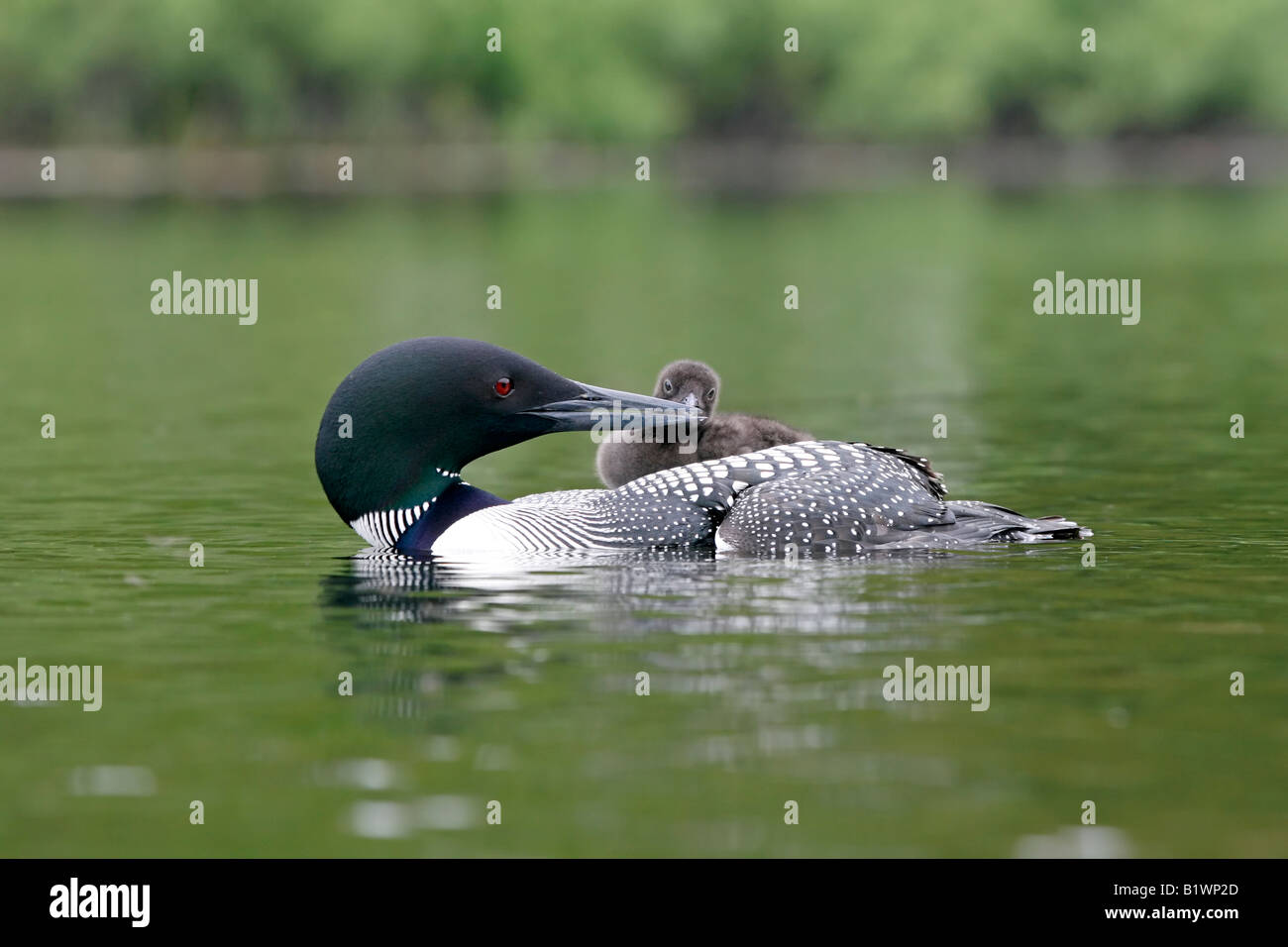 Common Loon Feeding Baby Stock Photo - Alamy