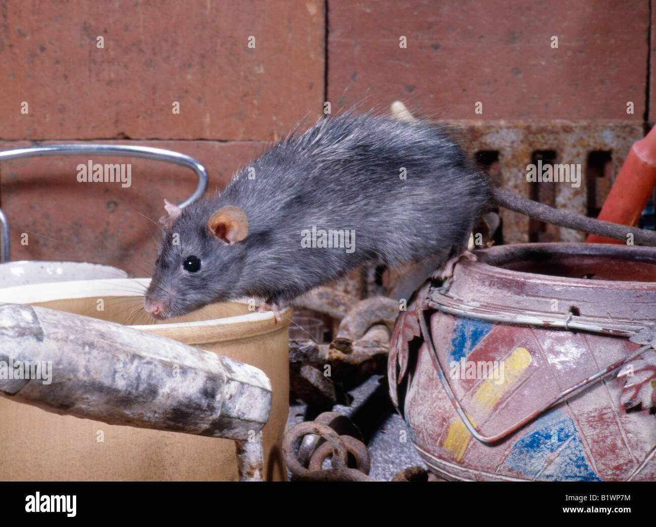 Black rat Rattus rattus in an attic Rattus Domestic Indoor Indoors ...