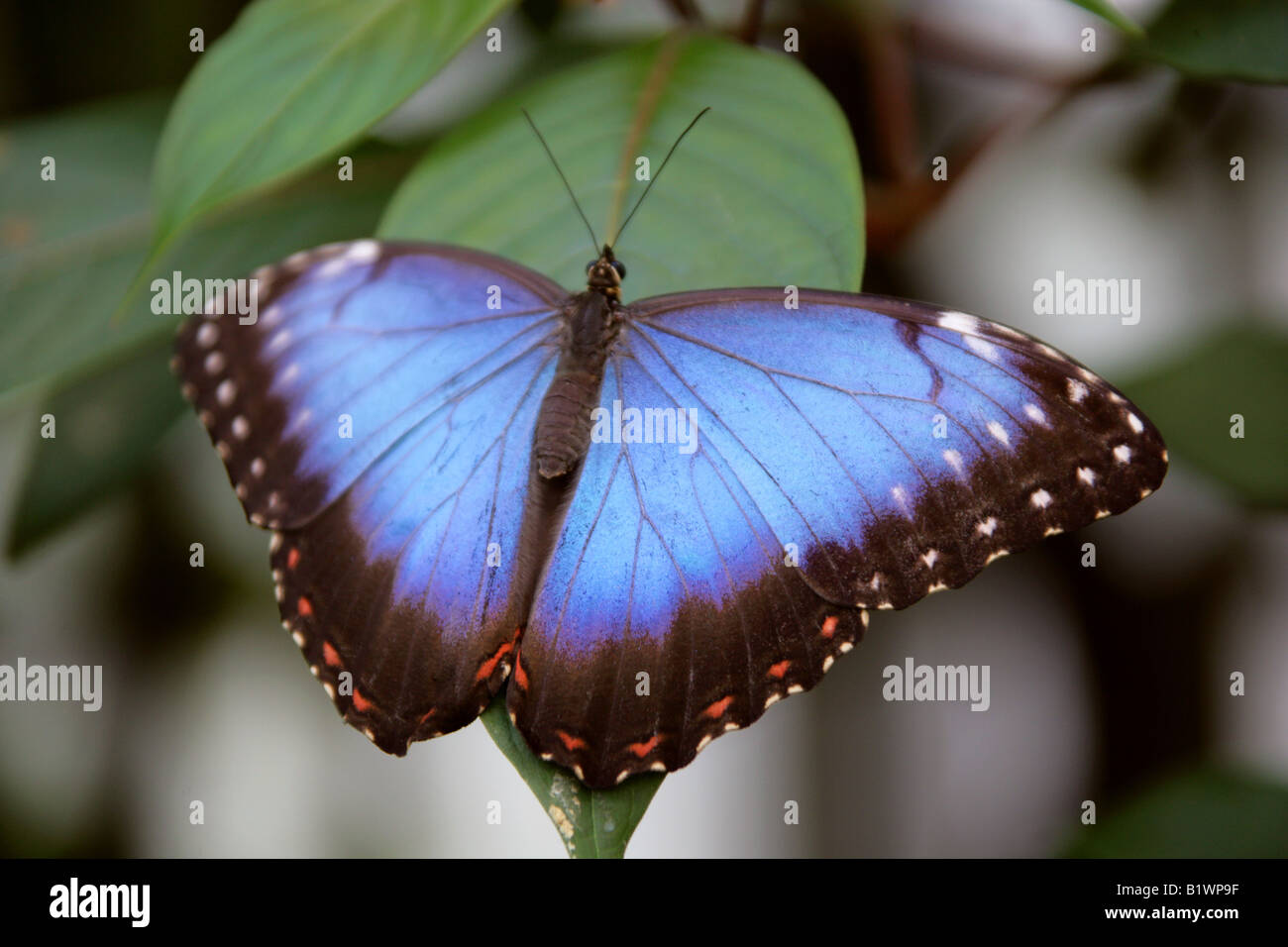 Blue Morpho Butterfly Wing High Resolution Stock Photography and Images ...
