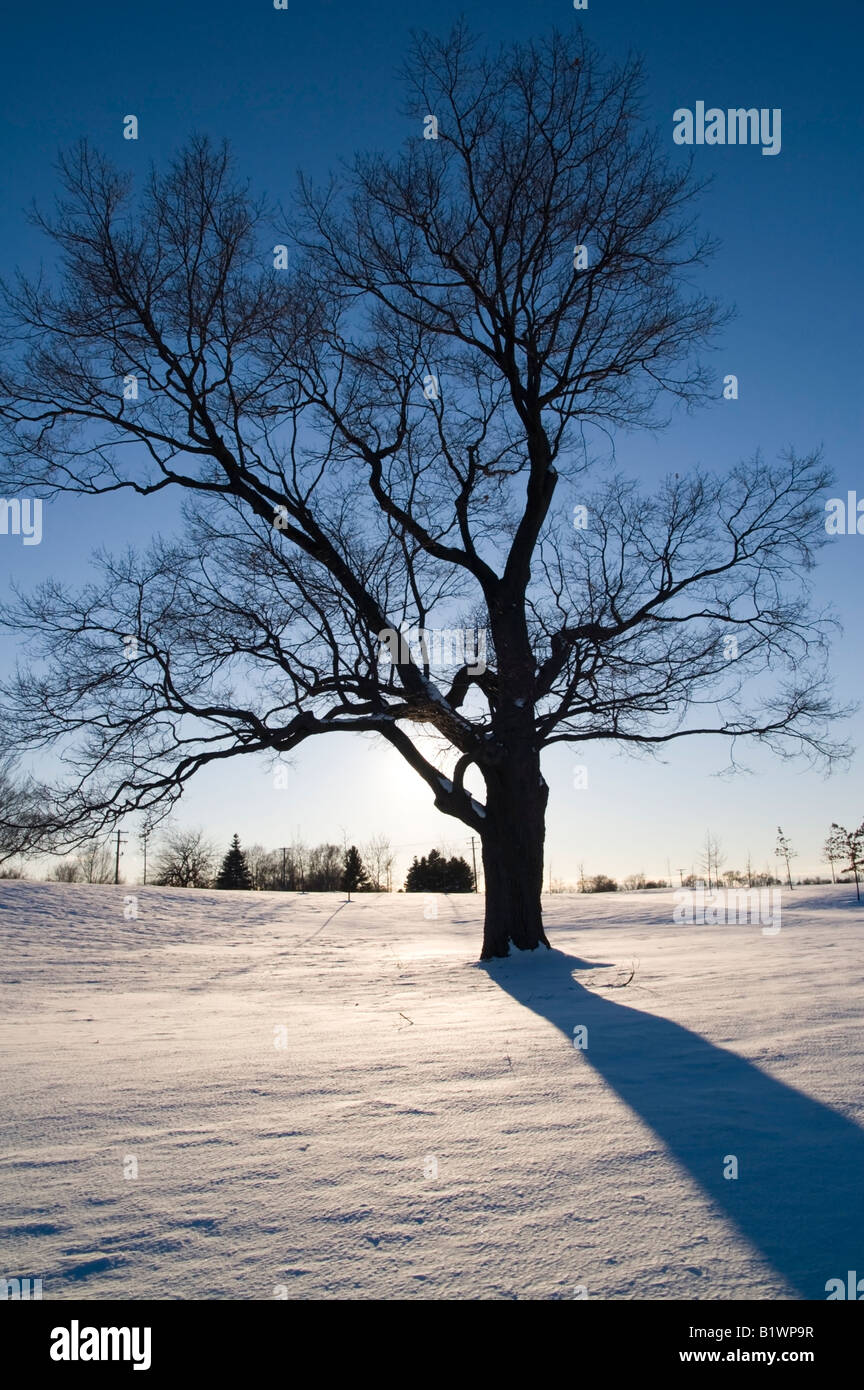Tree back lit by the sun hi-res stock photography and images - Alamy