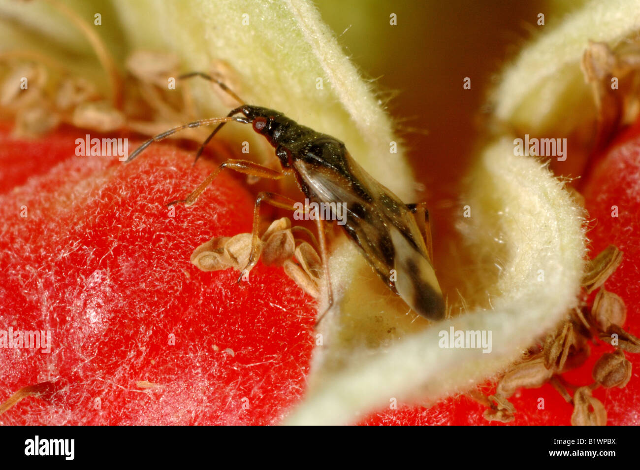A flower bug Anthocoris nemoralis adult on a raspberry fruit Stock ...