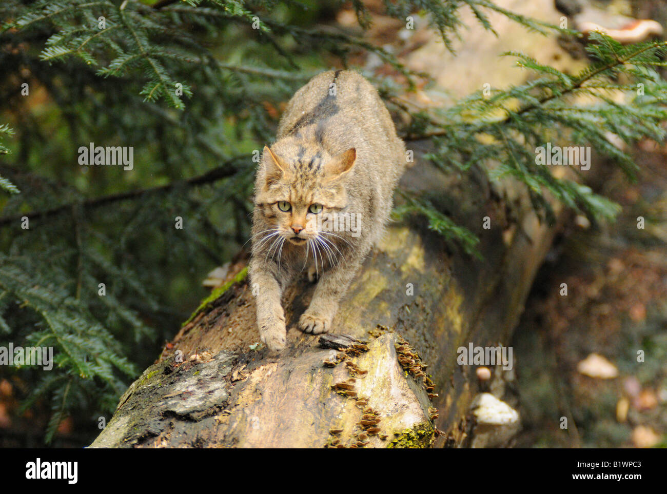 European wildcat - walking / Felis silvestris silvestris Stock Photo ...
