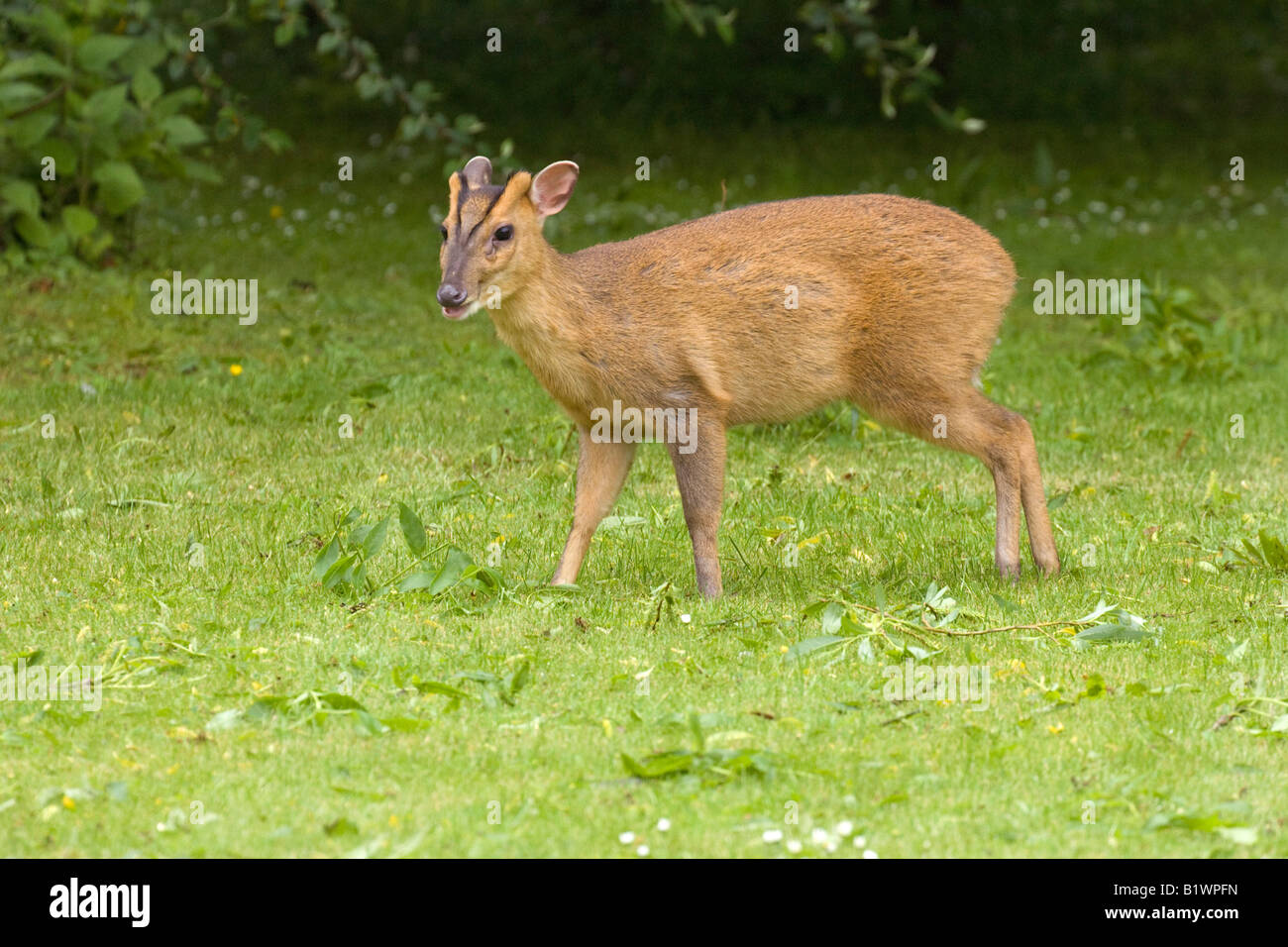 A muntjac deer in Suffolk UK Stock Photo - Alamy