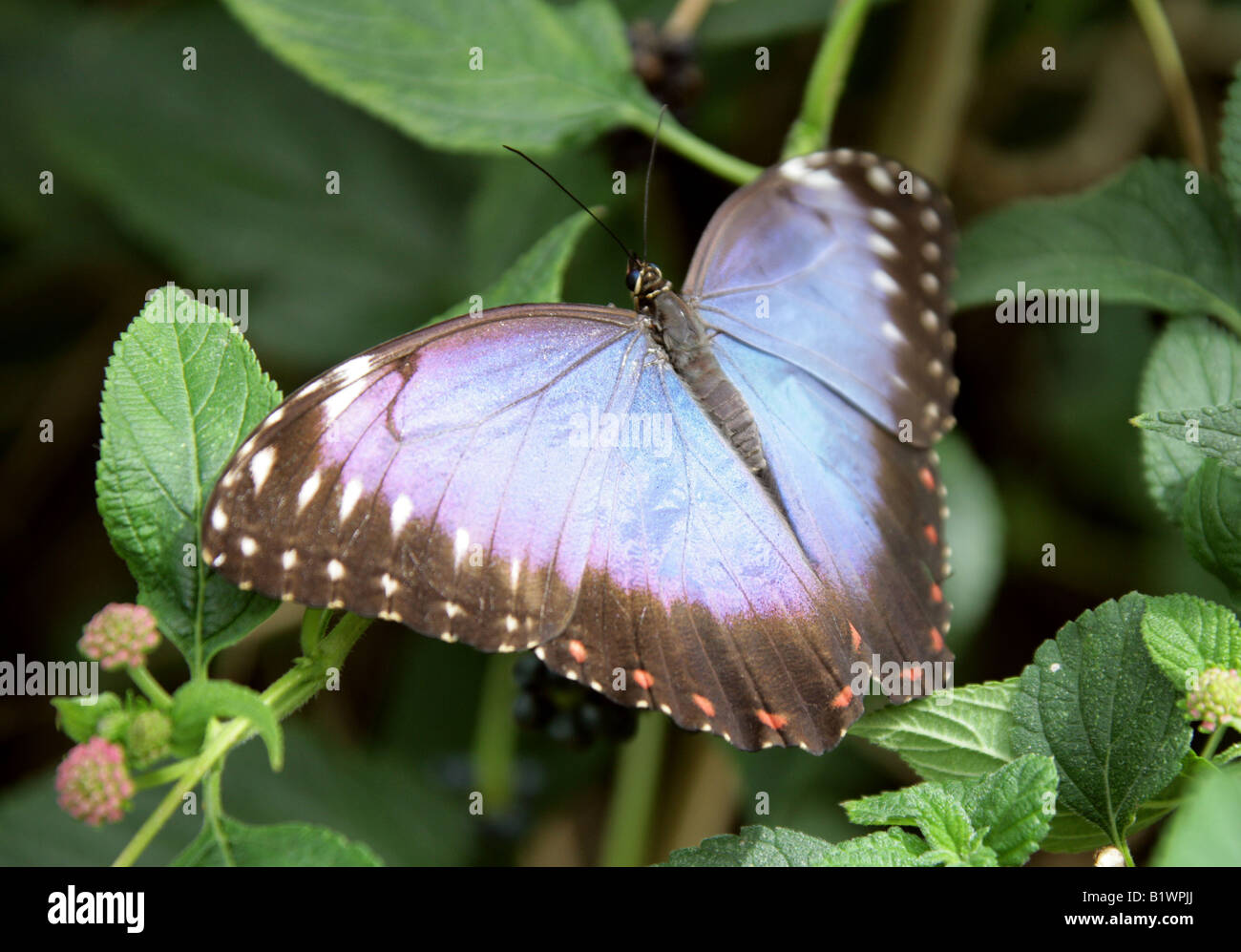 Blue Morpho Butterfly, Morpho peleides, Nymphalidae, South America Stock Photo - Alamy