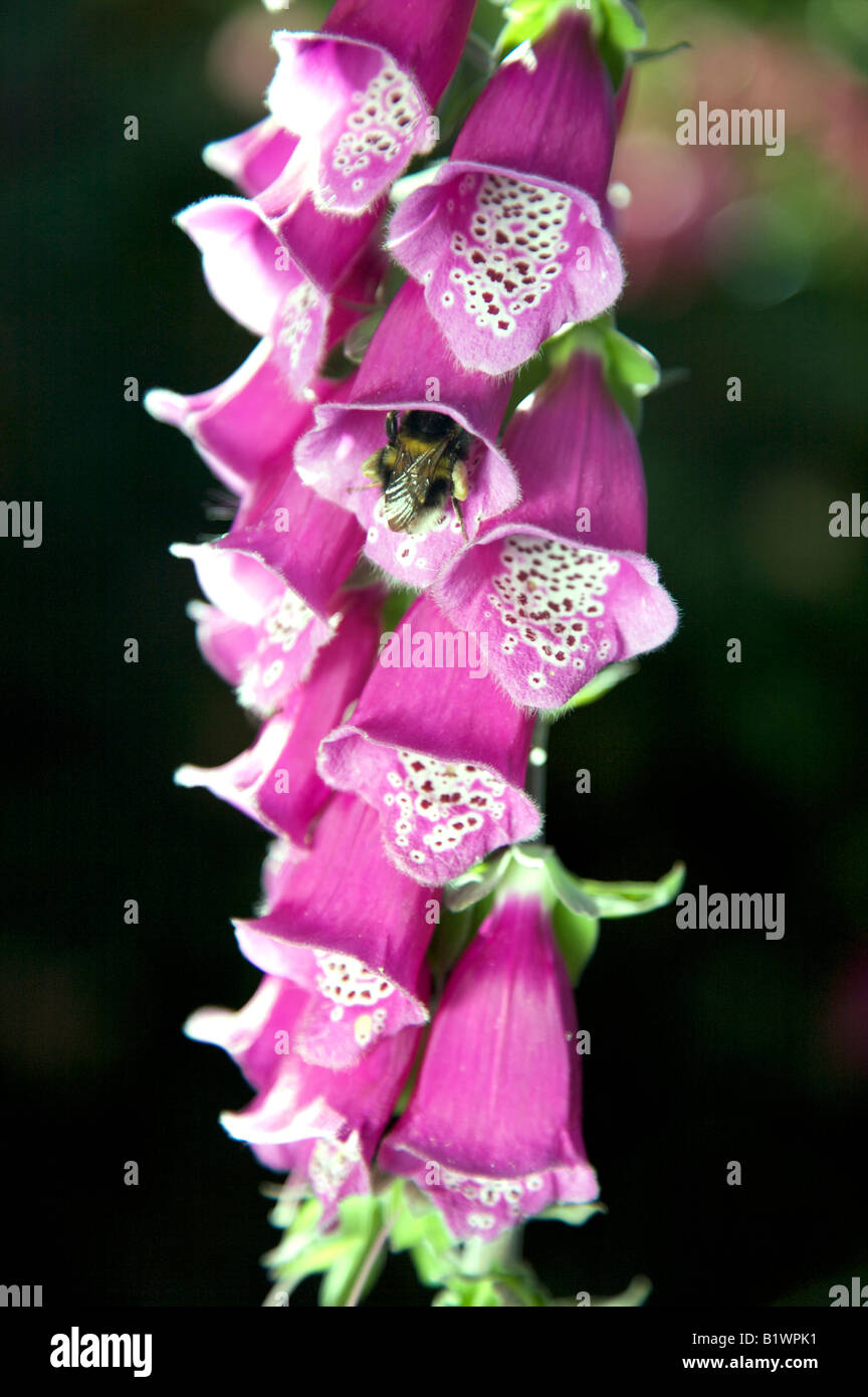 Mauve foxgloves hi-res stock photography and images - Alamy