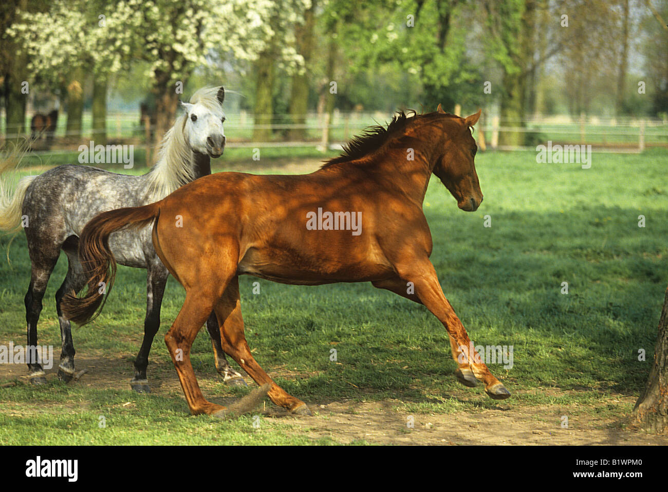 Grey horses at play hi-res stock photography and images - Alamy