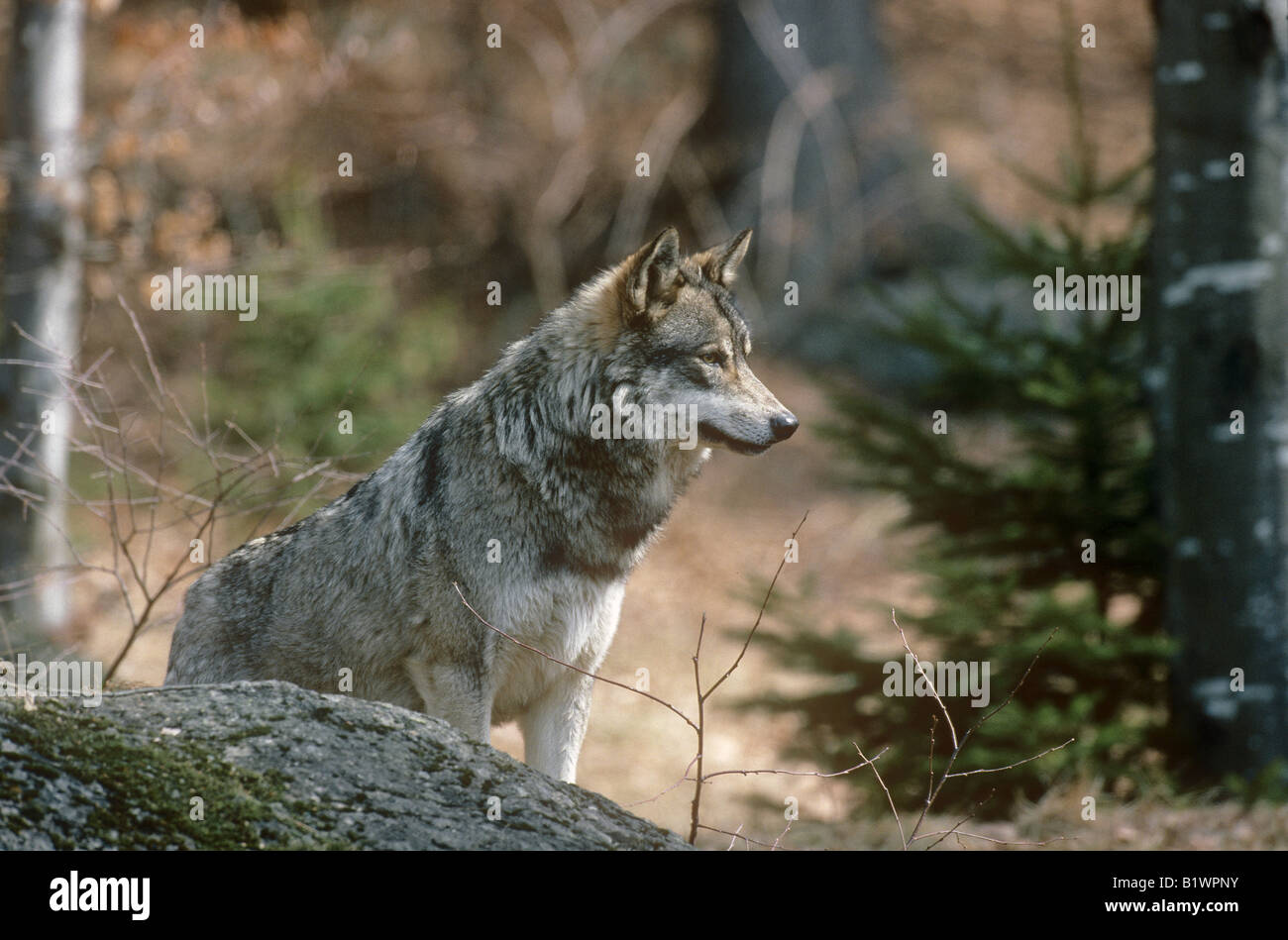 Grey wolf standing on rocks hi-res stock photography and images - Alamy
