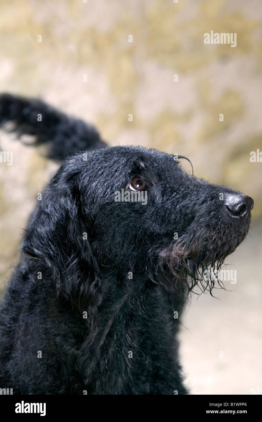 Labradoodle hi-res stock photography and images - Alamy