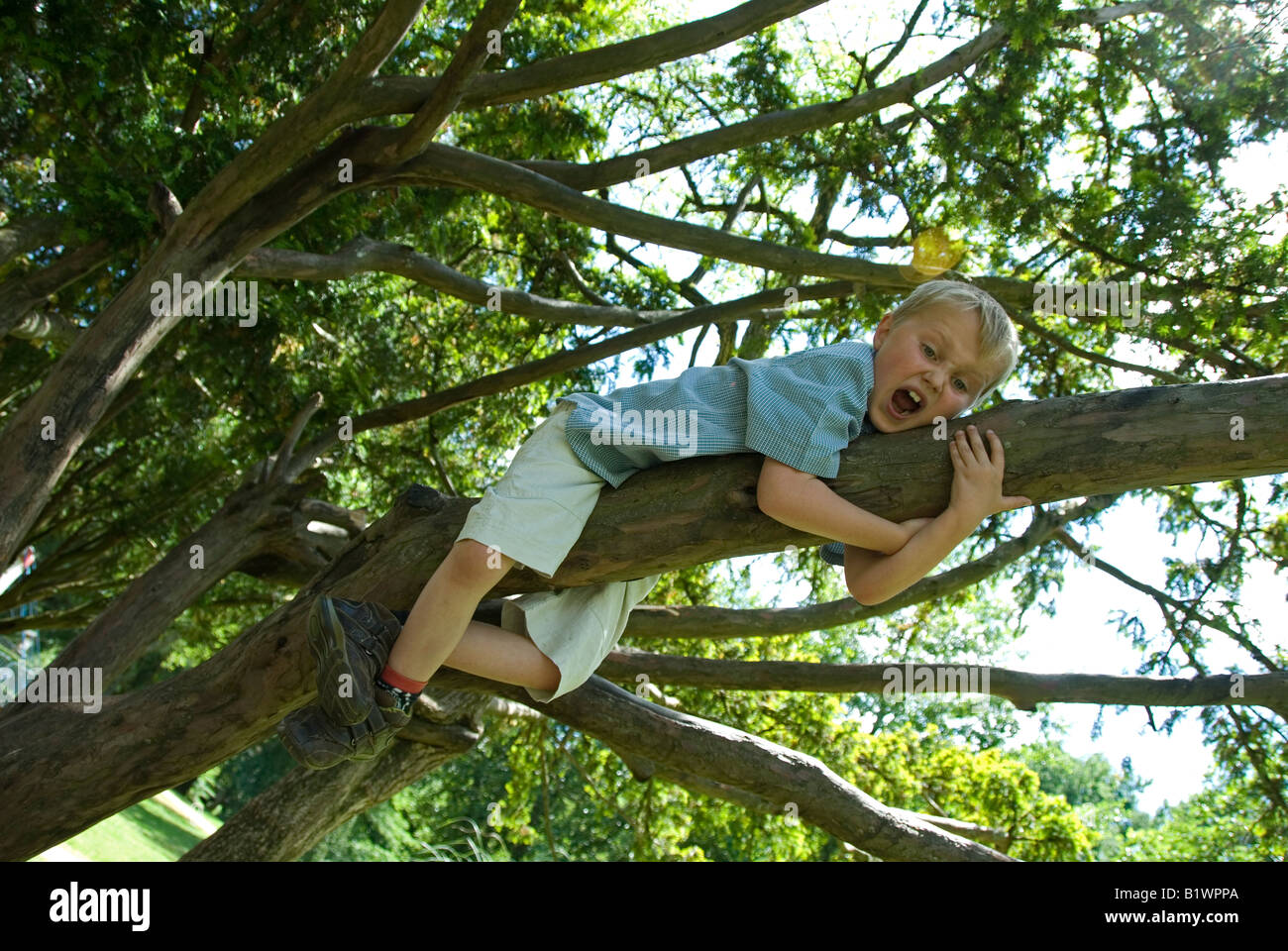 Stock photo of a young boy climbing a tree The image shows the young ...