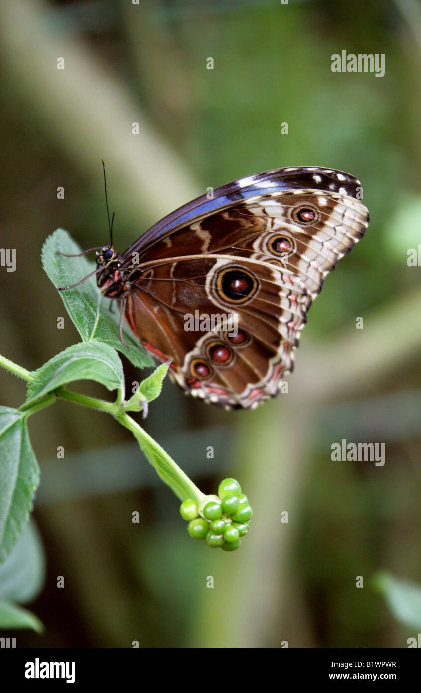 Blue Morpho Butterfly, Morpho peleides, Nymphalidae, South America ...