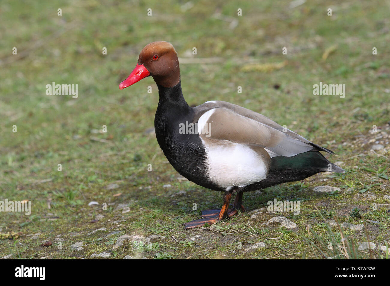 Male canard standing hi-res stock photography and images - Alamy