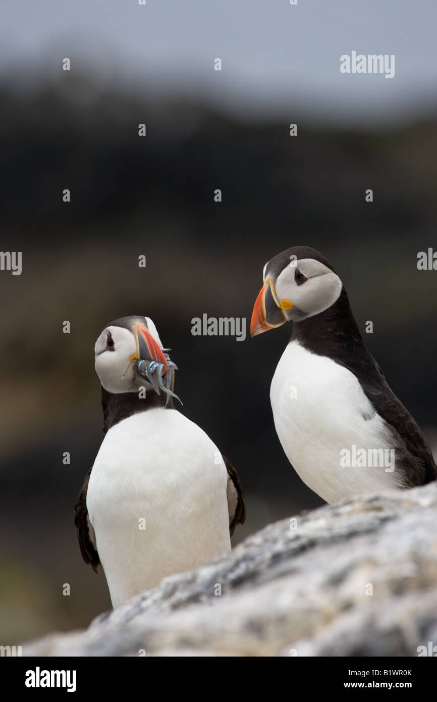 One puffin on a rock hi-res stock photography and images - Alamy