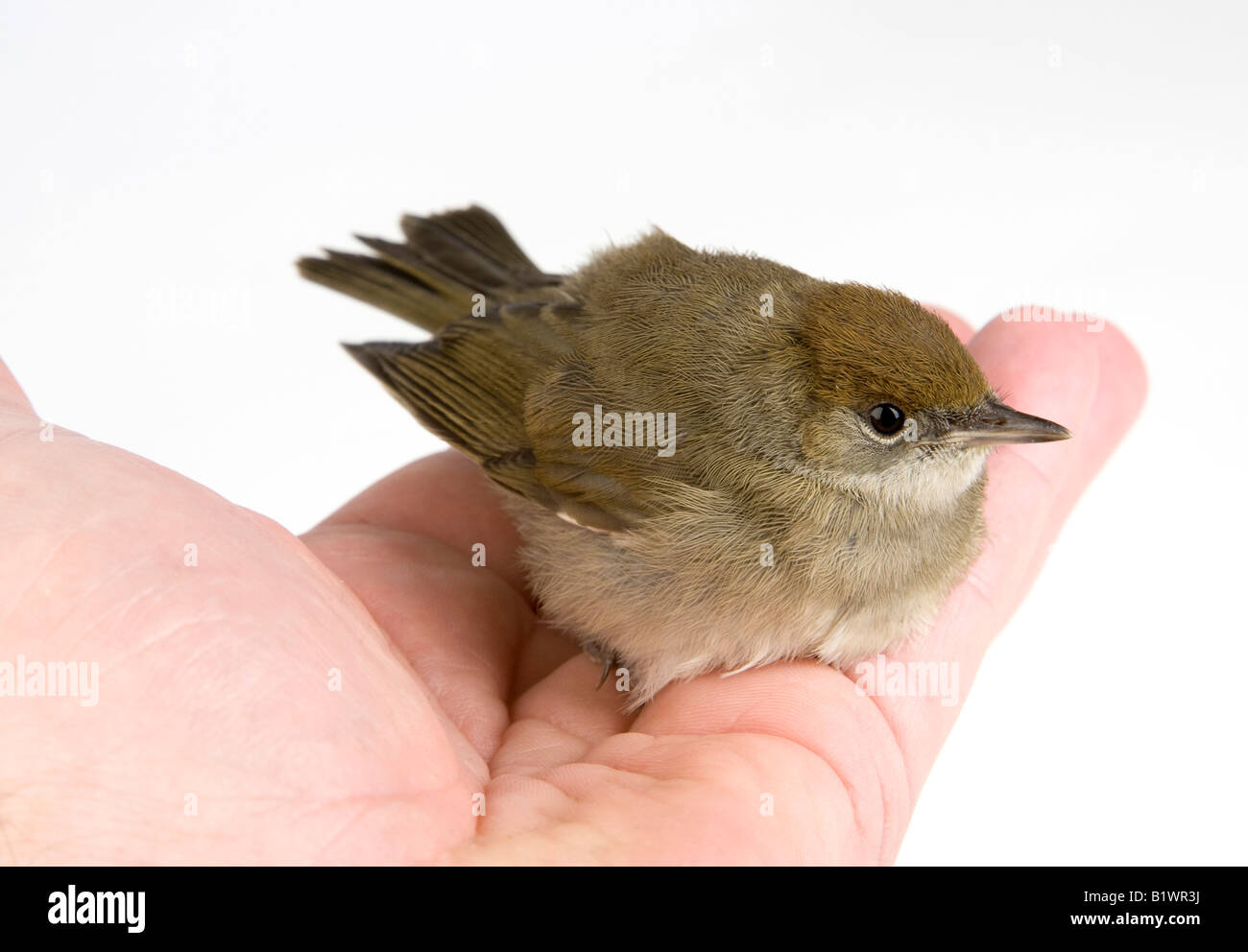 wren bird in a hand Stock Photo - Alamy