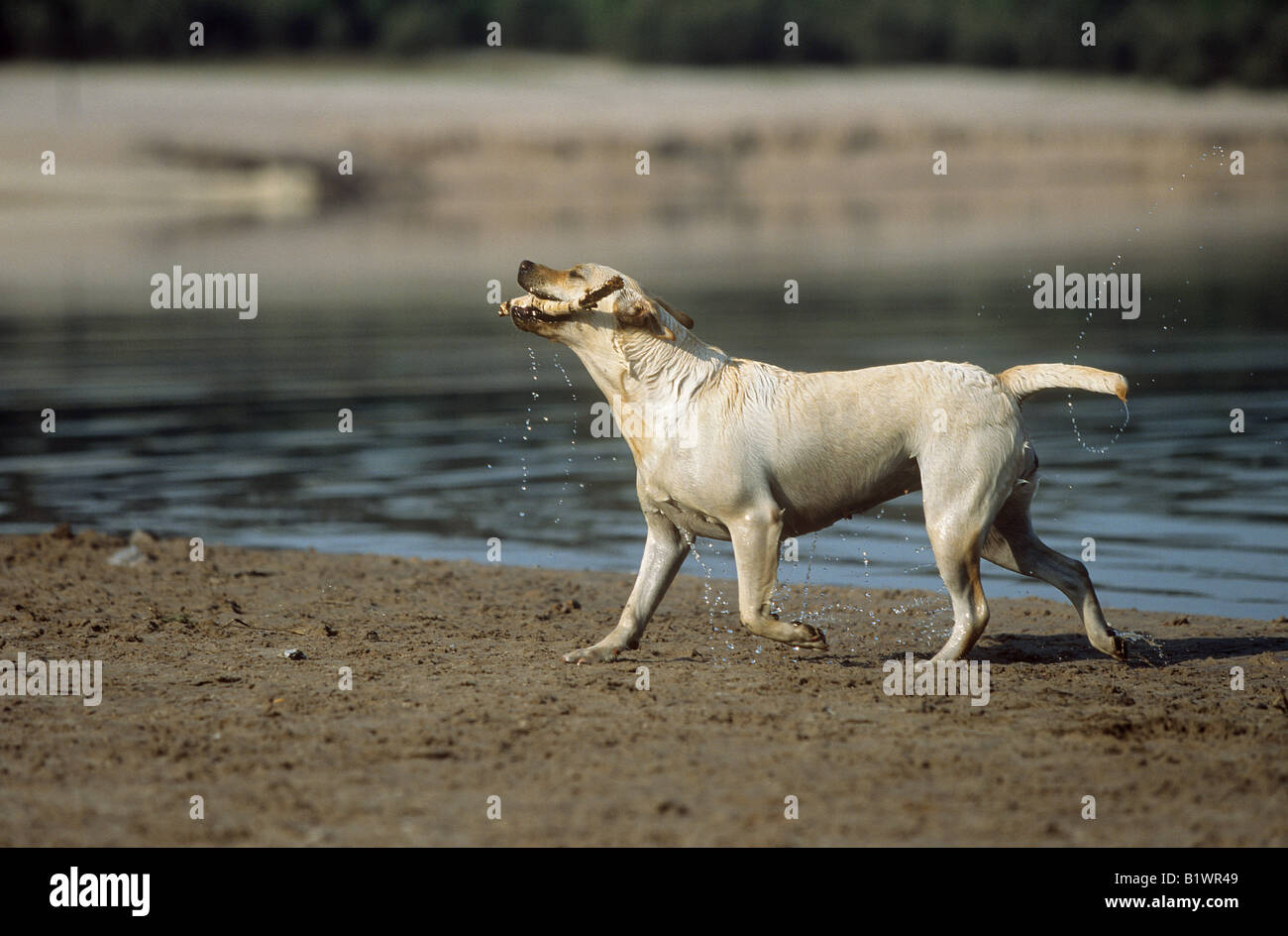 labrador retriever - retrieving stick Stock Photo - Alamy