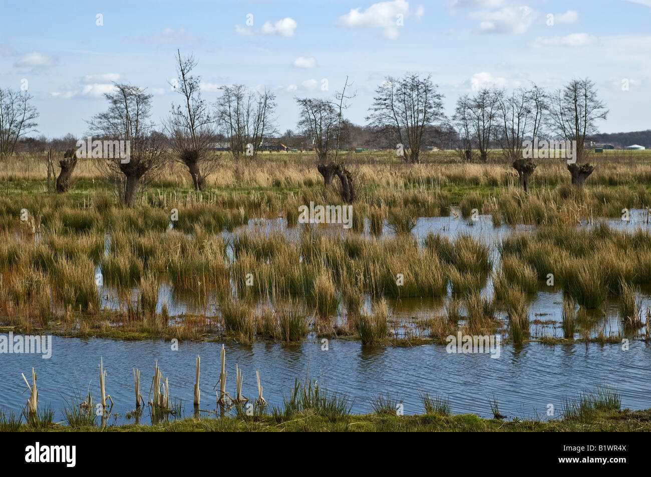 marsh land with water and willow trees Bloeidaal nature reserve Utrecht ...