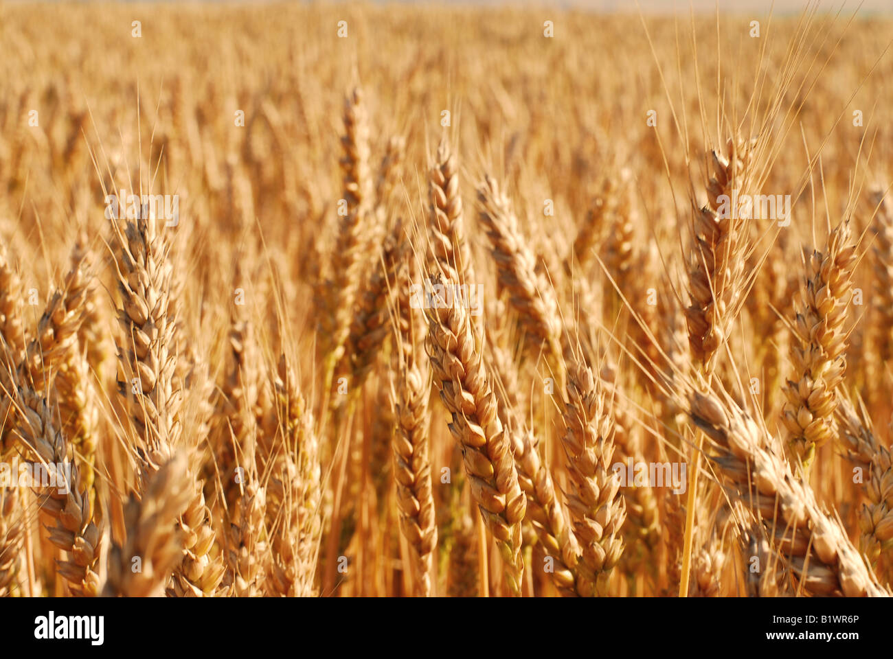 Yield of Wheat Stock Photo - Alamy