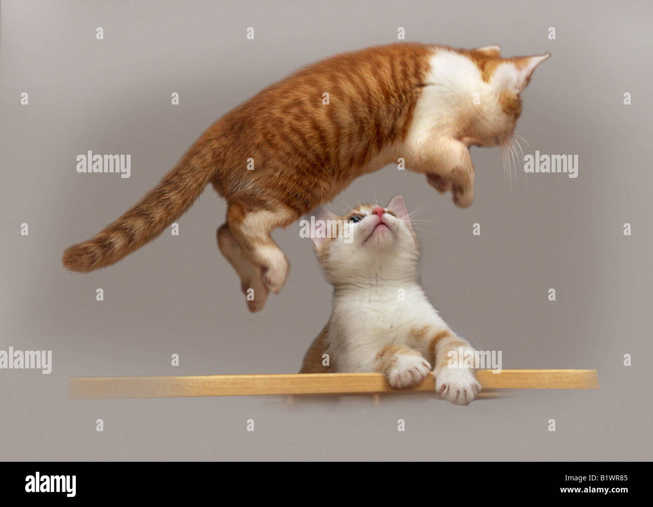 two kittens - playing Stock Photo - Alamy