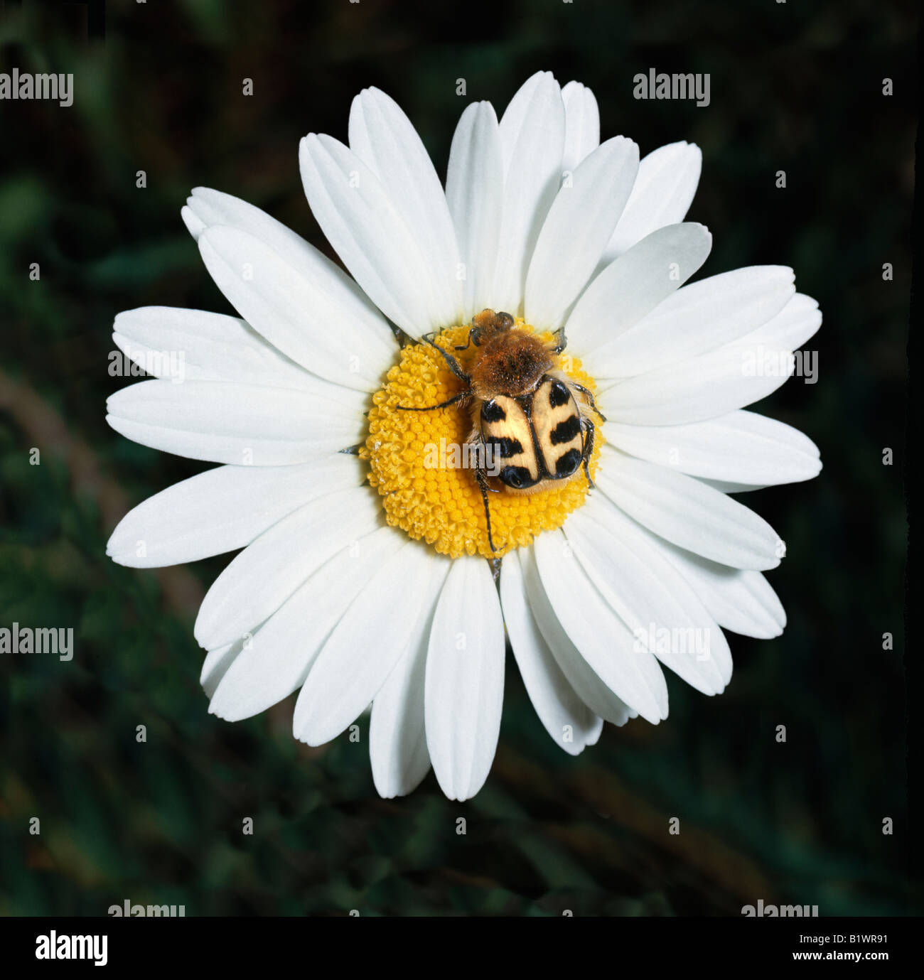 trichius fasciatus cétoine trichie commune ou trichie fasciée Bee ...