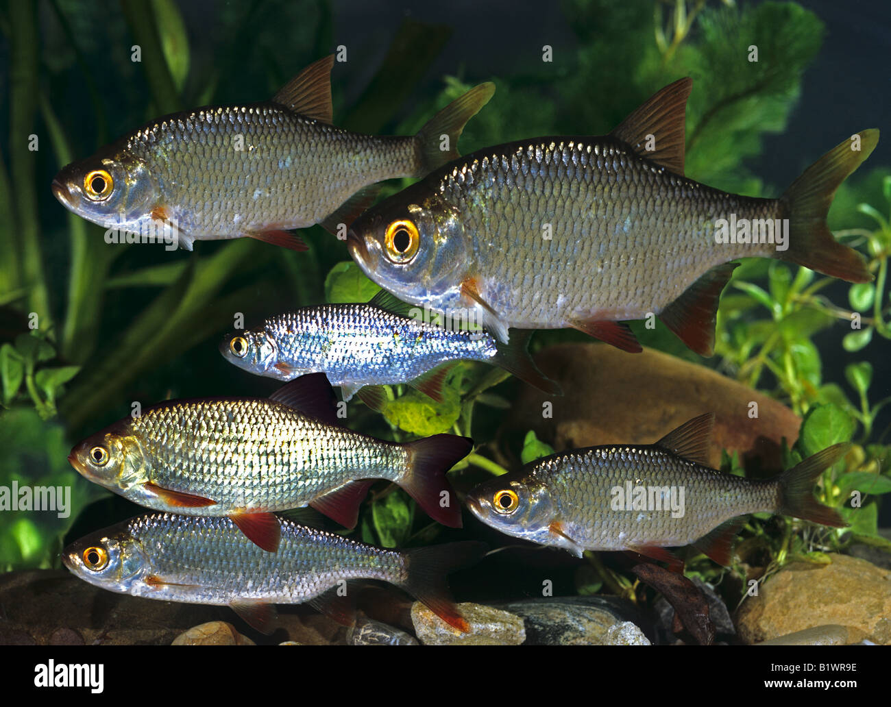 Common Rudd (Scardinius erythrophthalmus) . Group under water. Germany ...
