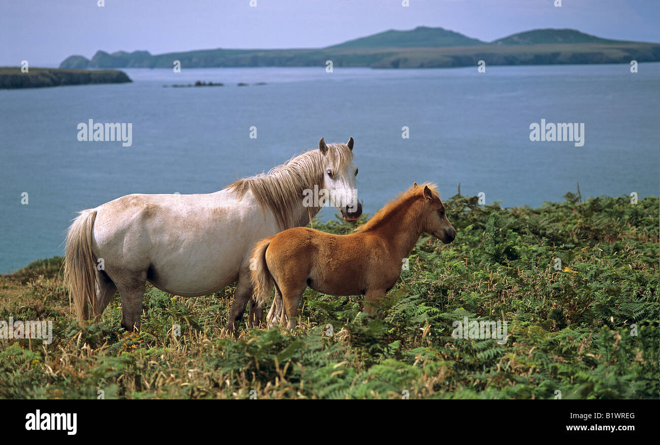 Welsh Pony - mare and foal Stock Photo - Alamy