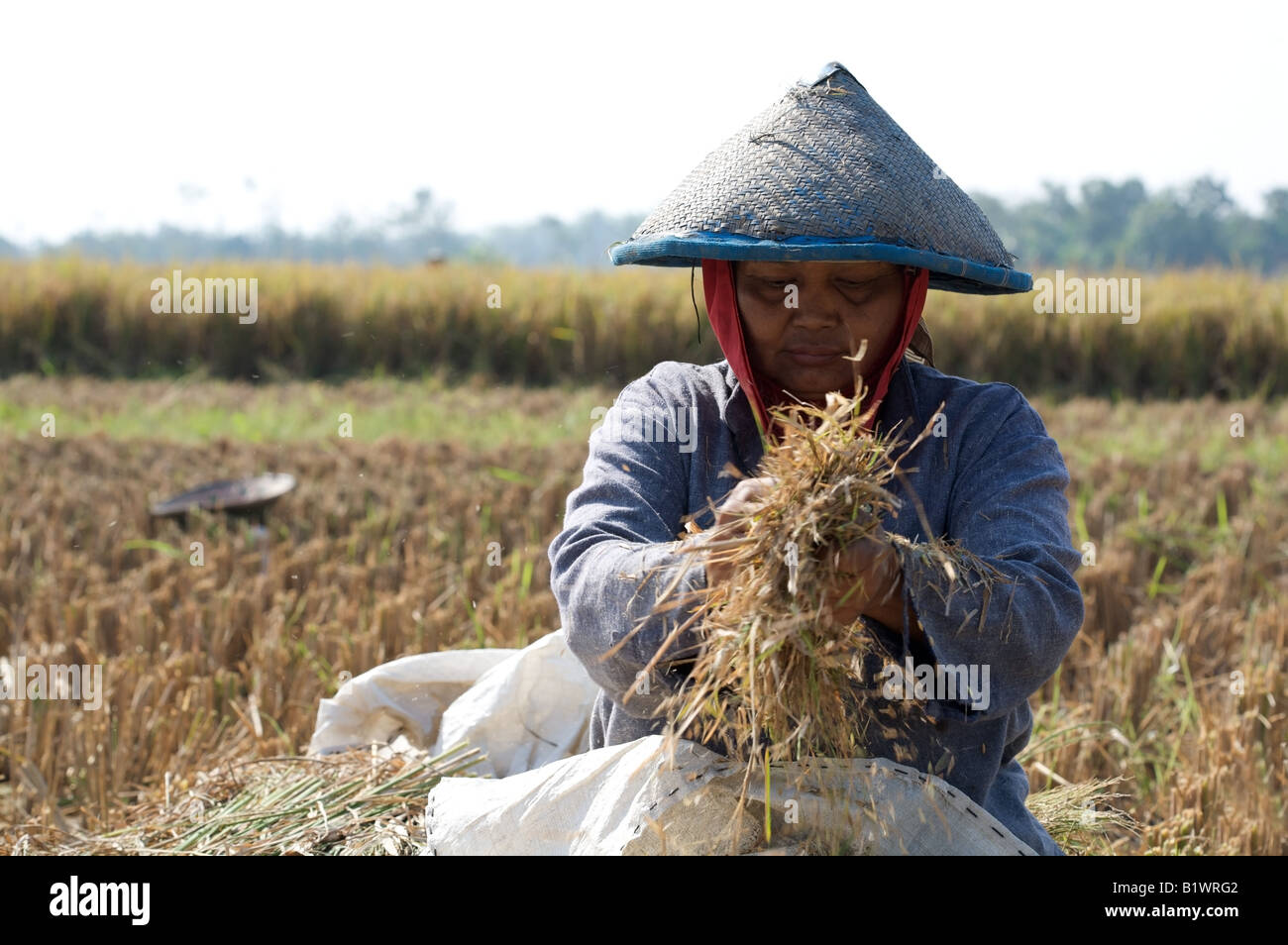 Traditional agricultures hi-res stock photography and images - Alamy