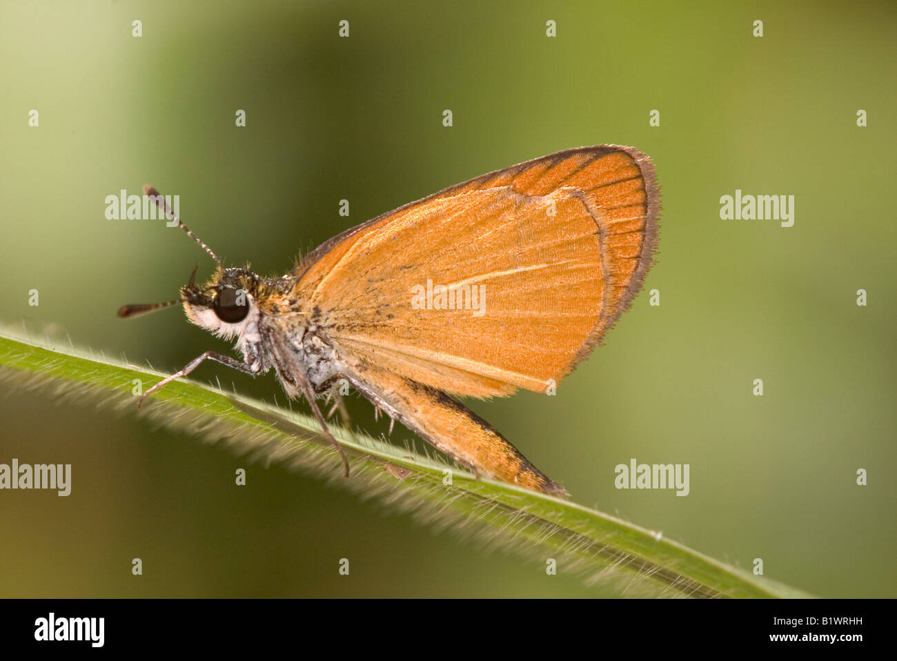 Numitor hi-res stock photography and images - Alamy