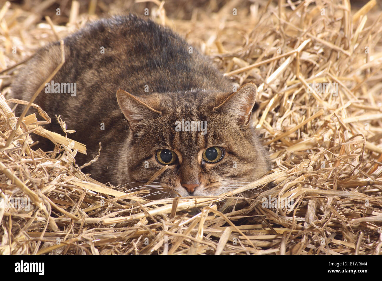 tabby domestic cat - lying in straw Stock Photo - Alamy