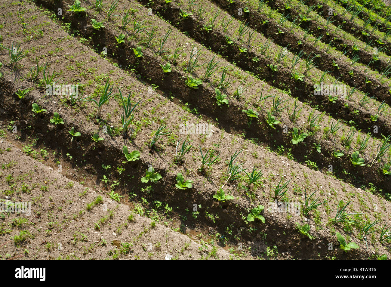 Rows of organic green onion in onion fields, East Java, Indonesia Stock ...