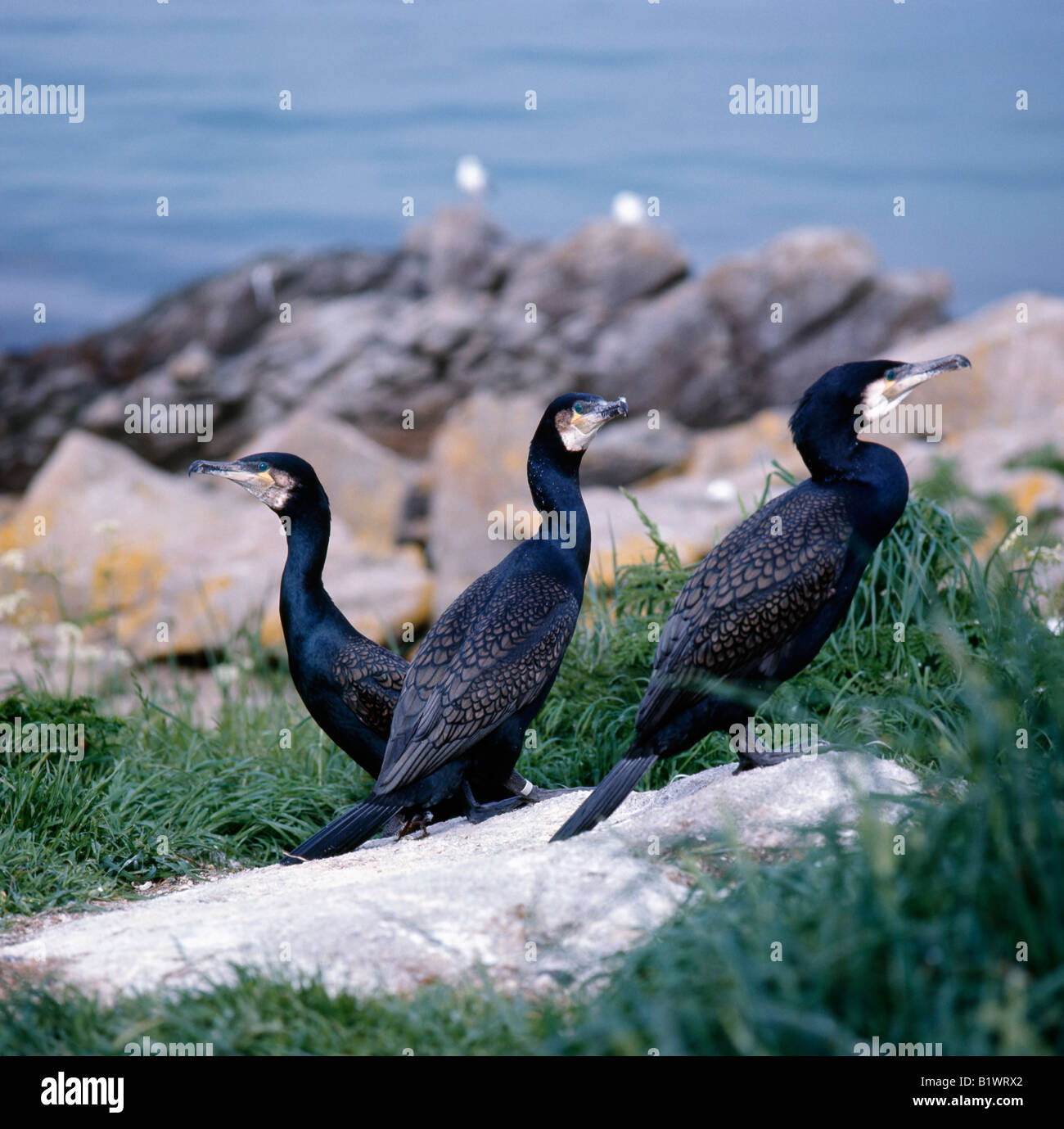 Grand cormoran hi-res stock photography and images - Alamy