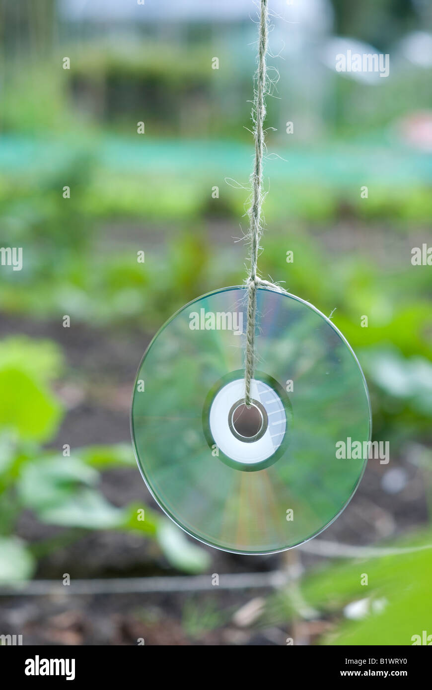 using CD's to scare pigeons on an allotment in the north of england ...