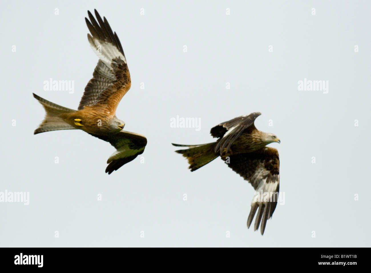 Red Kite Milvus milvus Stock Photo - Alamy